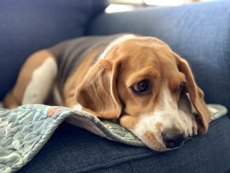 The Complete List of Low Maintenance Dog Breeds - Flora Fauna Fun
