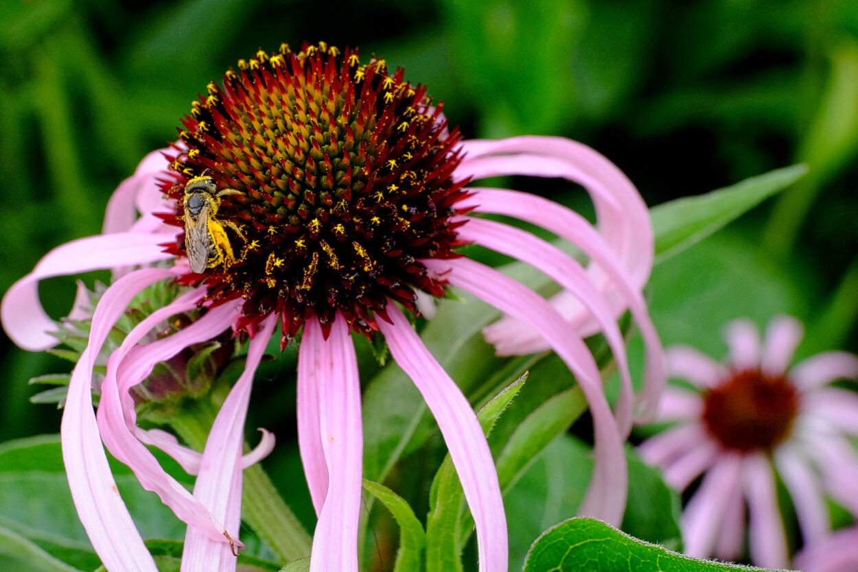 12 Animals That Can See Ultraviolet Light (And Why It Matters) - Flora ...