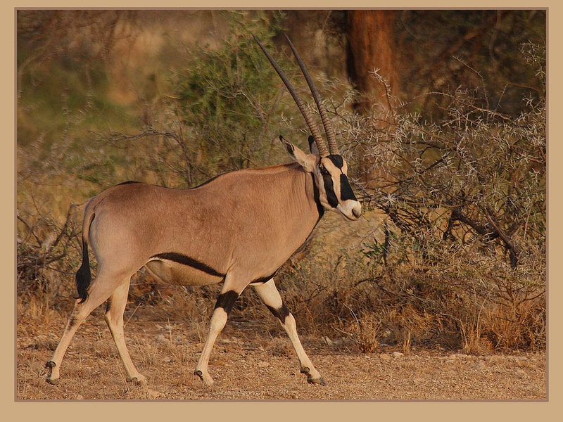 Animals of Somalia - Flora Fauna Fun