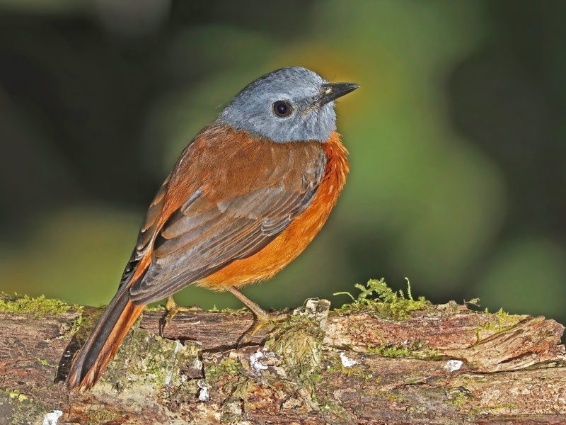 List of Two-Legged Animals - Flora Fauna Fun
