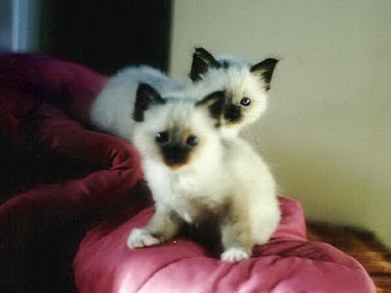 Brown Cat Breeds: The Complete List - Flora Fauna Fun