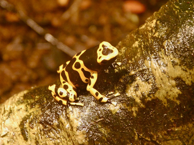 List of Cute Yellow Animals - Flora Fauna Fun