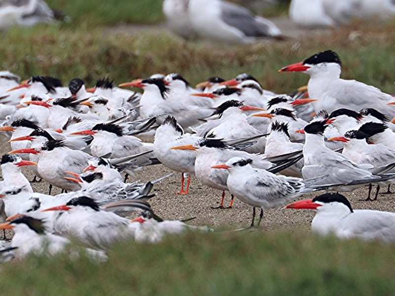 The Complete List of Birds of the United Arab Emirates - Flora Fauna Fun