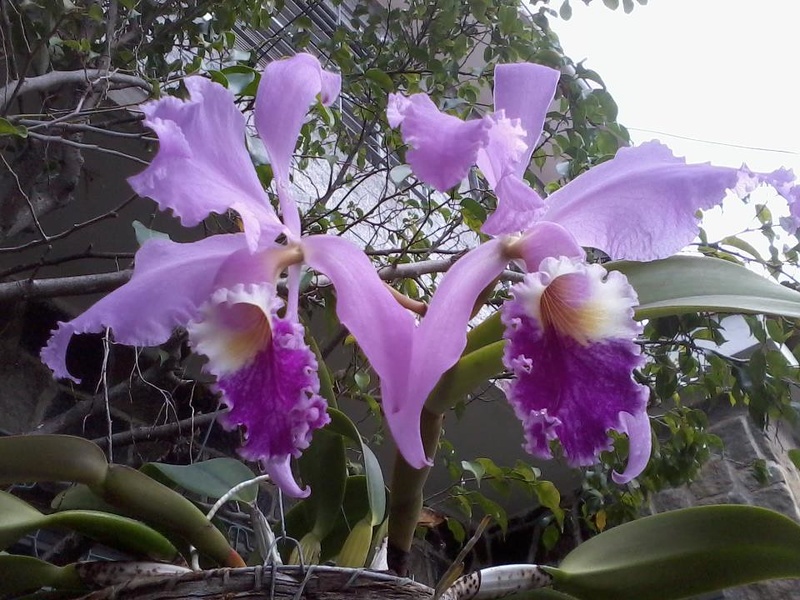 List of Plants Of Brazil - Flora Fauna Fun