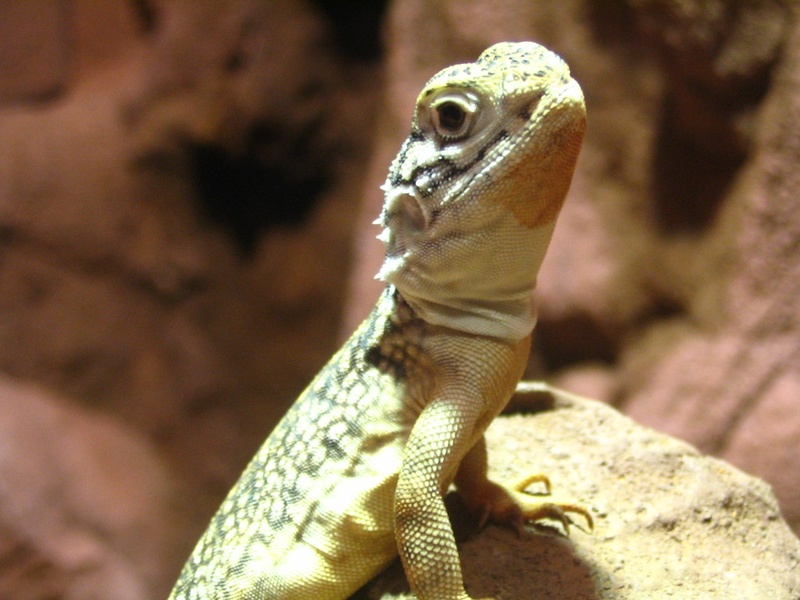 List of Desert Reptiles - Flora Fauna Fun
