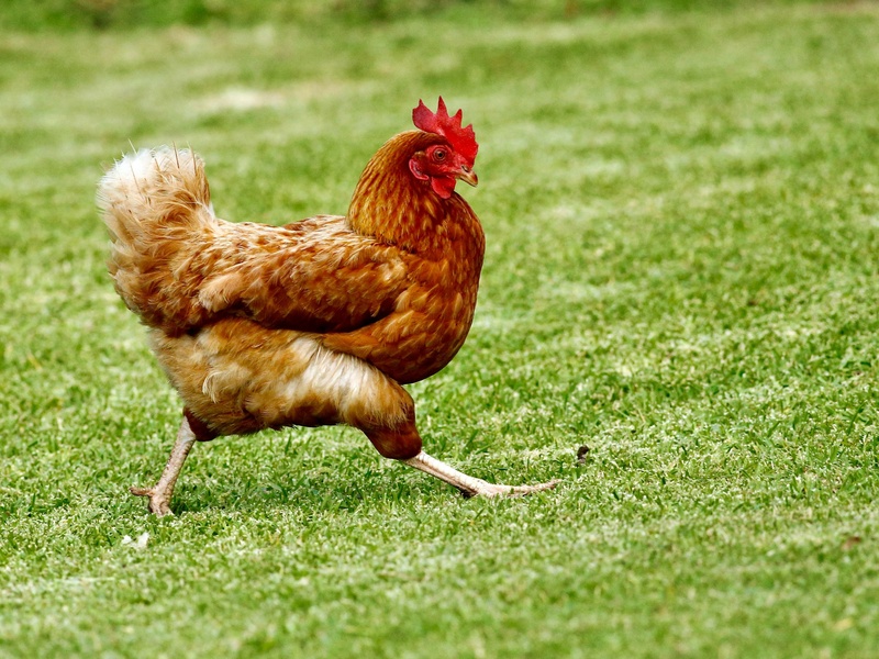 List of Two-Legged Animals - Flora Fauna Fun
