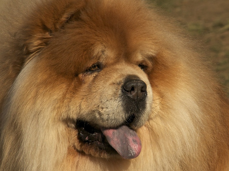 Gold Dog Breeds: The Complete List - Flora Fauna Fun