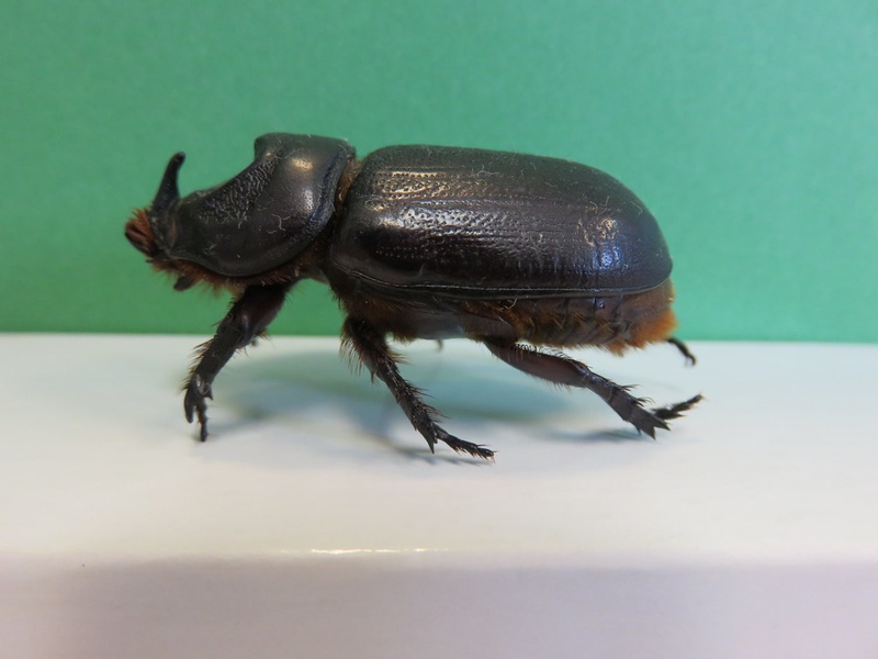 The Complete List of Invasive Species in Vanuatu - Flora Fauna Fun