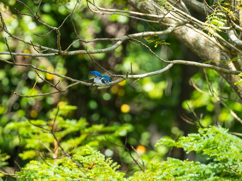 The Complete List of Birds of the United Arab Emirates - Flora Fauna Fun