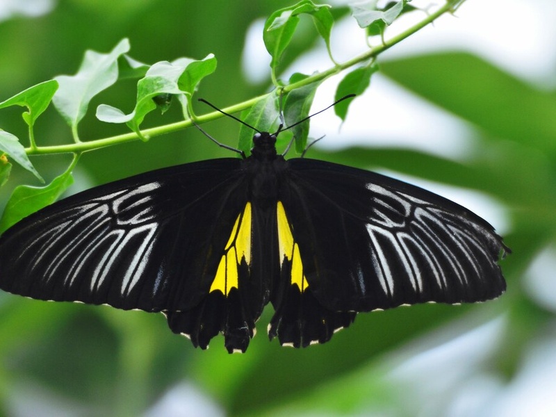 Rainforest Caterpillars: The Complete List - Flora Fauna Fun