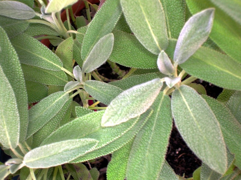 Greece's Native Plants: The Complete List - Flora Fauna Fun