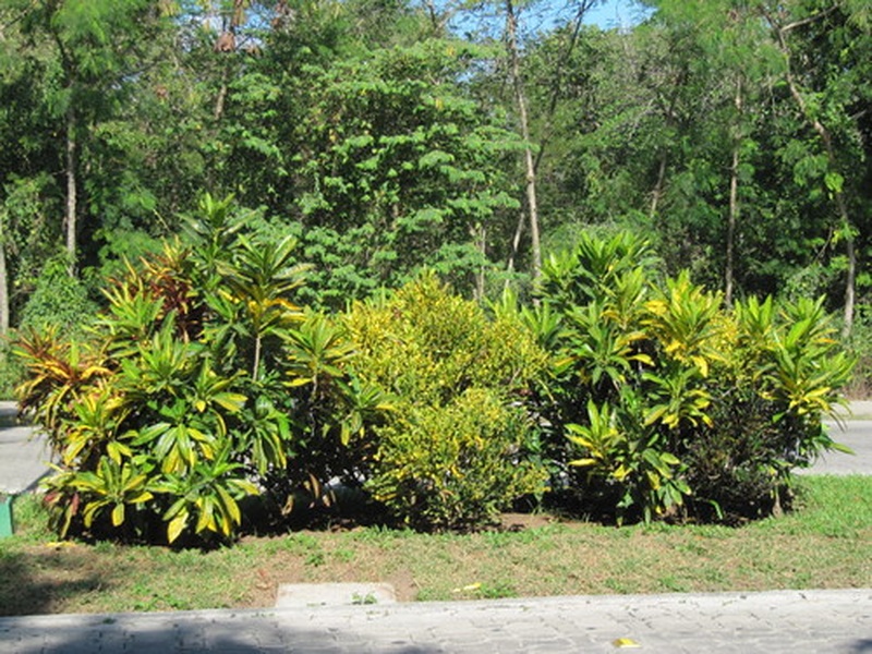 Kenya's Native Plants: The Complete List - Flora Fauna Fun