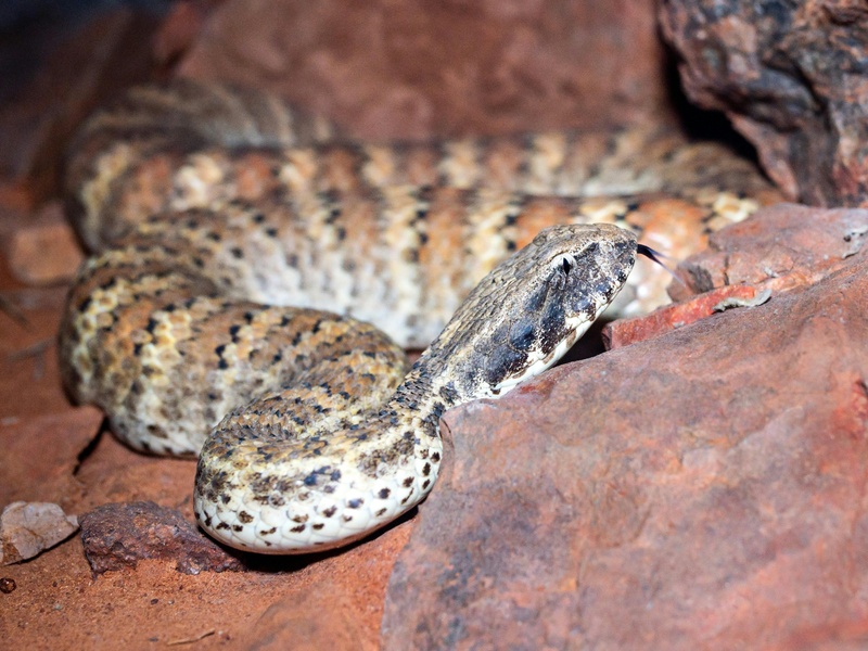 List of Desert Reptiles - Flora Fauna Fun