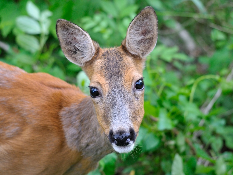List of Three-Legged Animals - Flora Fauna Fun