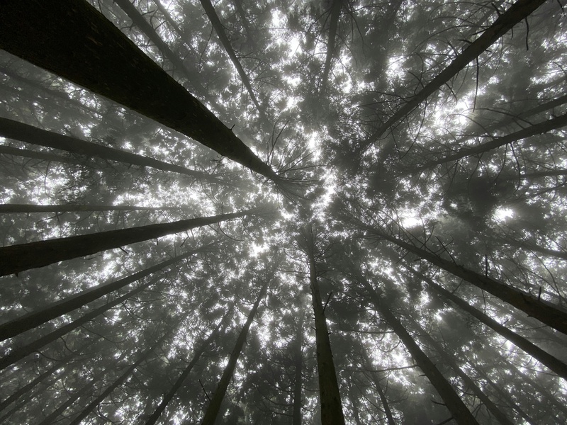 The Complete List of Trees of Pakistan - Flora Fauna Fun