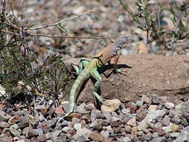 List of Desert Reptiles - Flora Fauna Fun