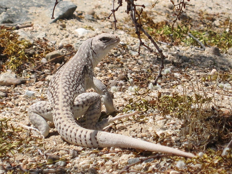 List of Desert Reptiles - Flora Fauna Fun