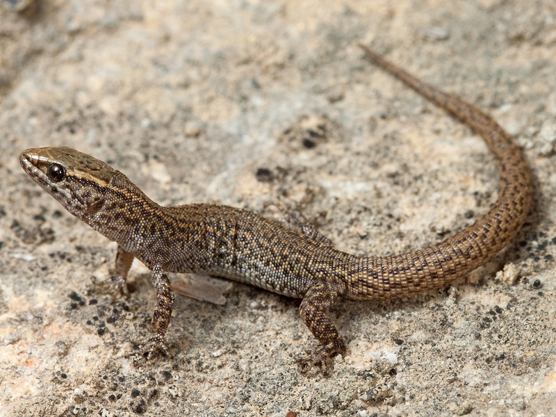 List of Desert Reptiles - Flora Fauna Fun