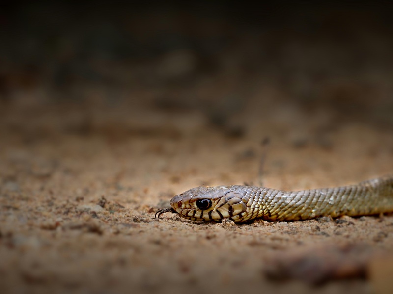 List of Desert Reptiles - Flora Fauna Fun