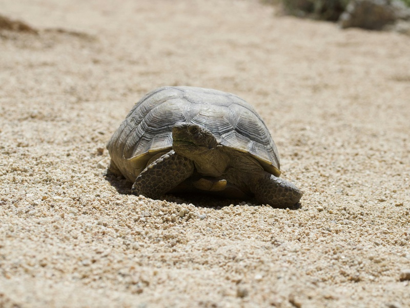 List of Desert Reptiles - Flora Fauna Fun
