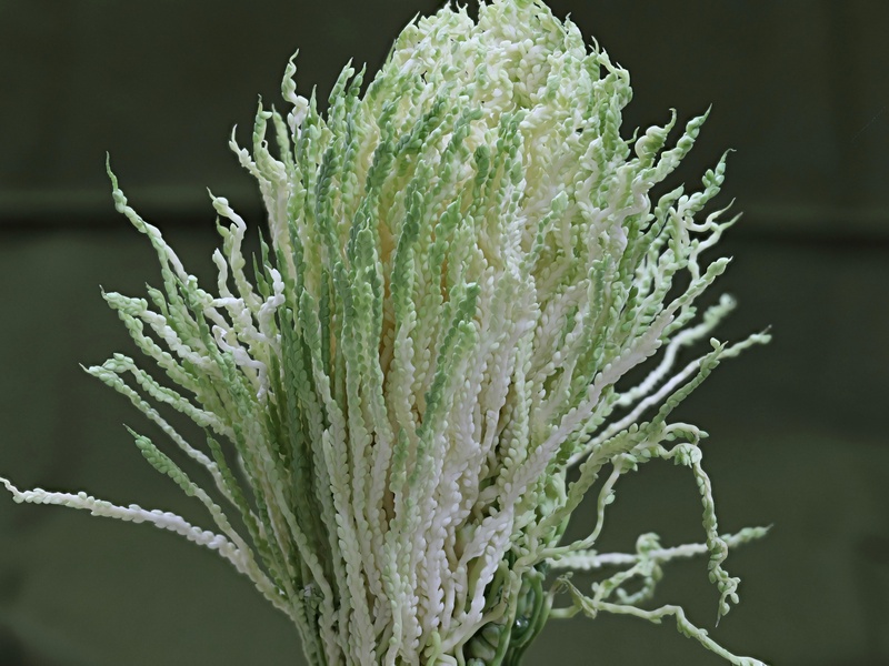 List of Coral Reef Vegetation - Flora Fauna Fun