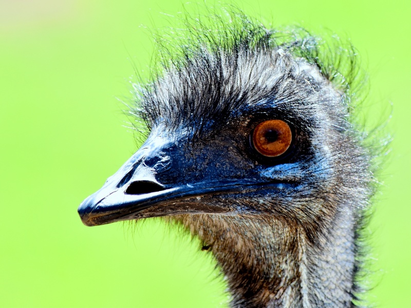 List of Two-Legged Animals - Flora Fauna Fun