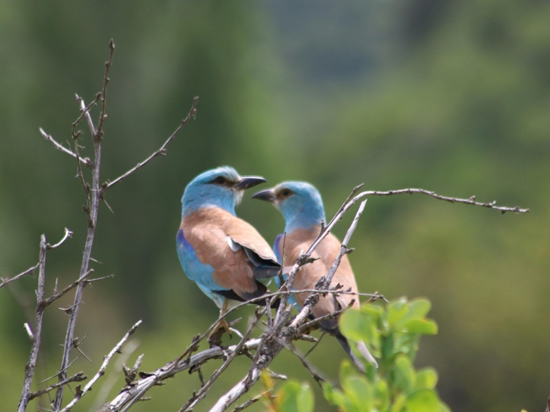 The Complete List of Birds of the United Arab Emirates - Flora Fauna Fun