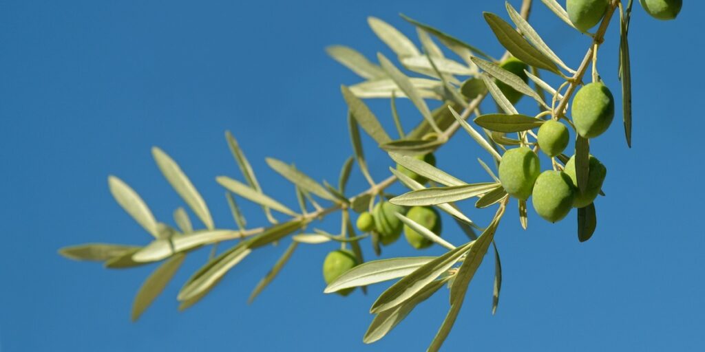 Greece's Native Plants: The Complete List - Flora Fauna Fun