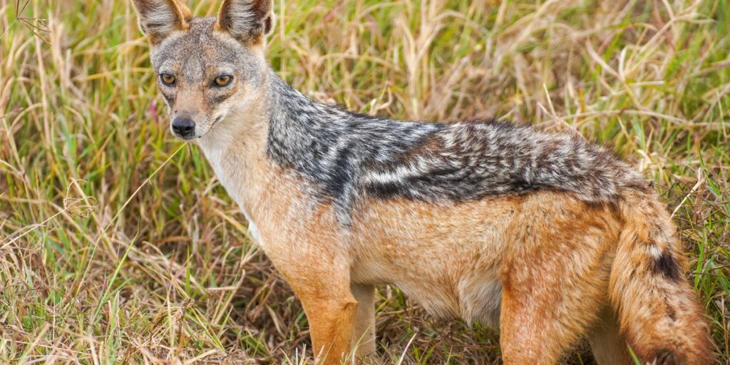 10 Characteristics of a Jackal - Flora Fauna Fun