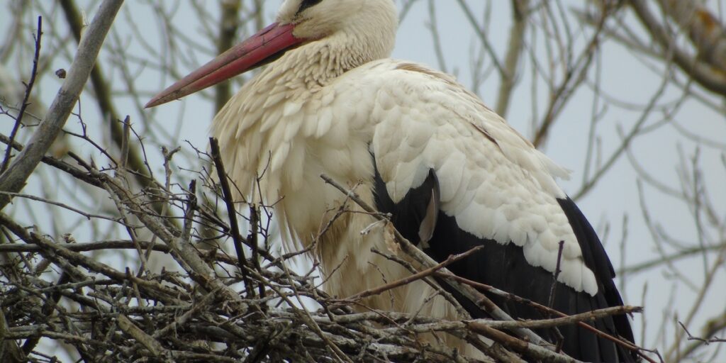 Birds of Slovakia: The Complete List - Flora Fauna Fun