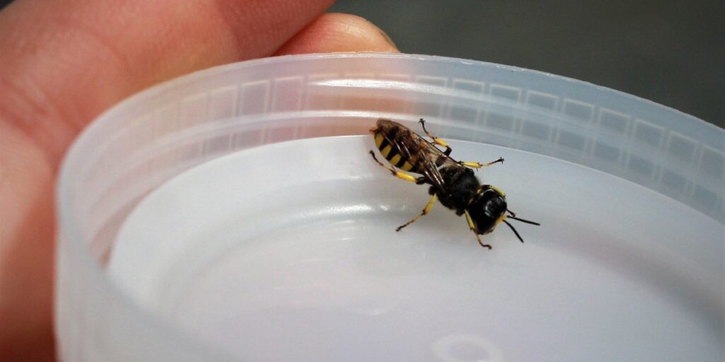 5 Differences Between Bees and Wasps - Flora Fauna Fun