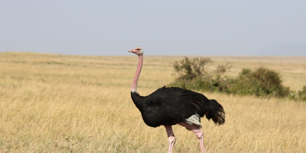 List of Two-Legged Animals - Flora Fauna Fun