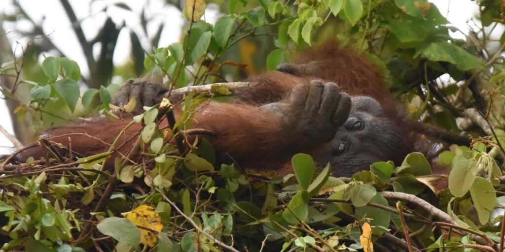 The 12 Most Famous Animals of Malaysia - Flora Fauna Fun