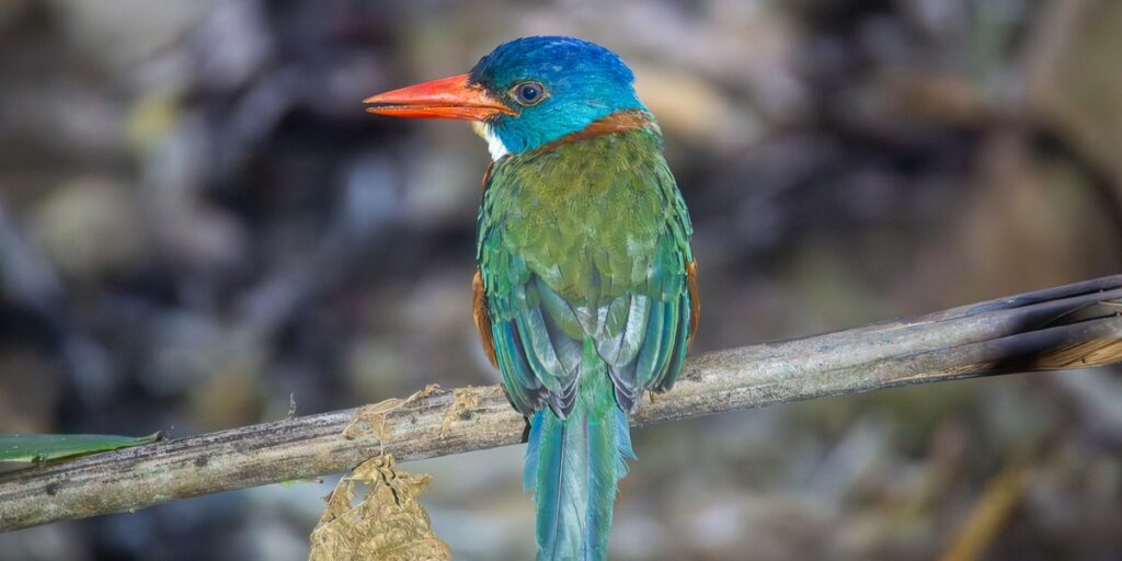 The 10 Most Famous Animals of Greece - Flora Fauna Fun