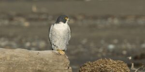 The Complete List of Birds of the United Arab Emirates - Flora Fauna Fun