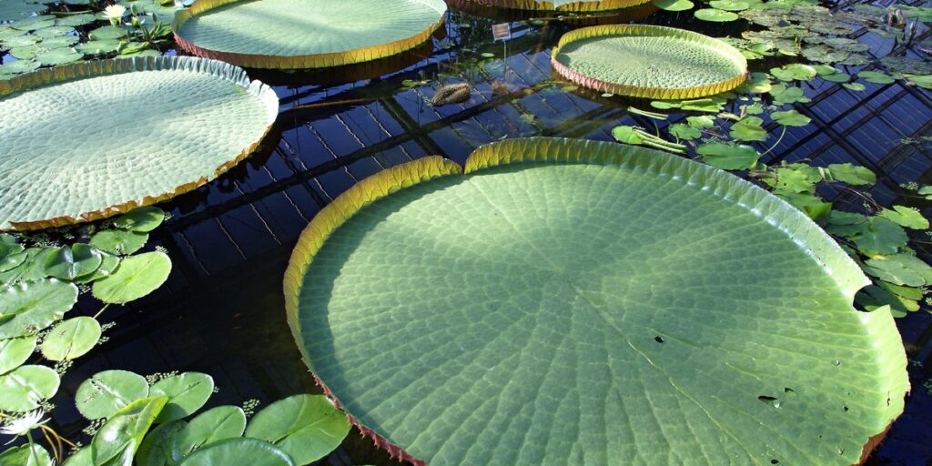 List of Plants Of Brazil - Flora Fauna Fun