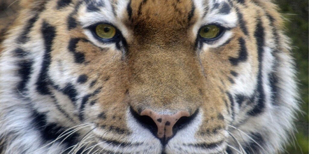 The Complete List of Animals of Russia - Flora Fauna Fun