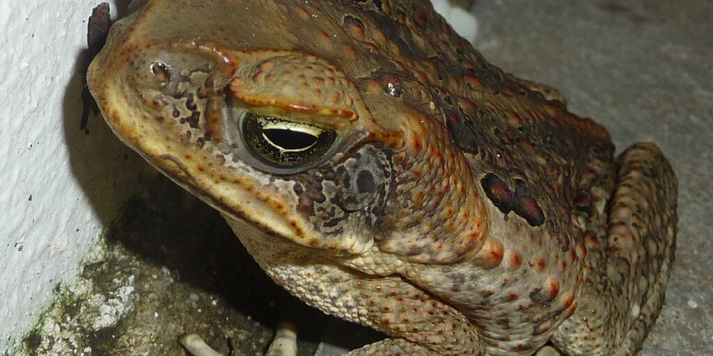 The Complete List of Invasive Species in Vanuatu - Flora Fauna Fun