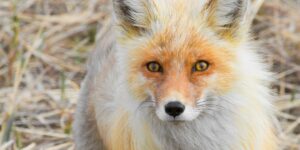 The Complete List of Red Animals - Flora Fauna Fun