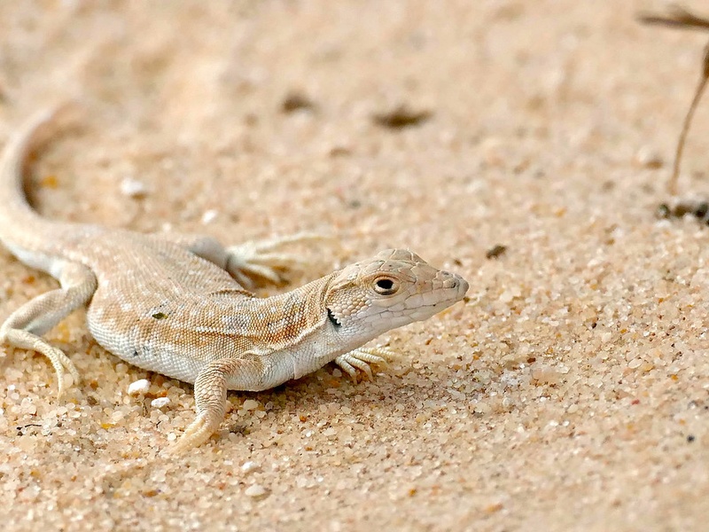 List of Desert Reptiles - Flora Fauna Fun