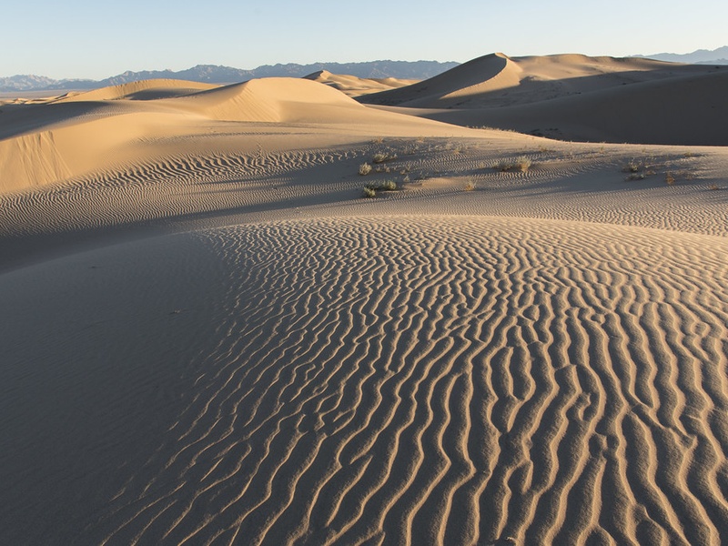 List of Desert Reptiles - Flora Fauna Fun