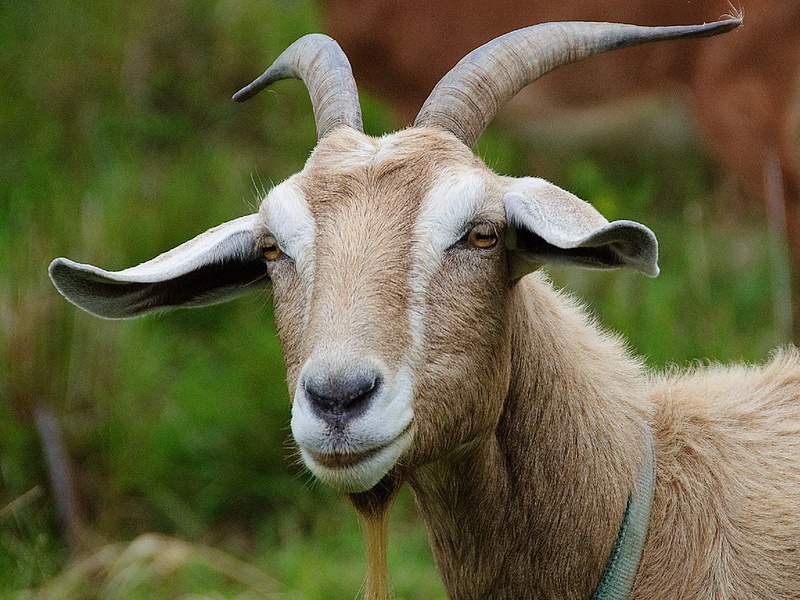 List of Three-Legged Animals - Flora Fauna Fun