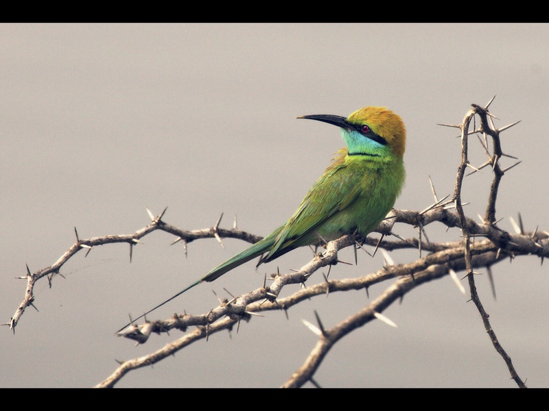 The Complete List of Birds of the United Arab Emirates - Flora Fauna Fun