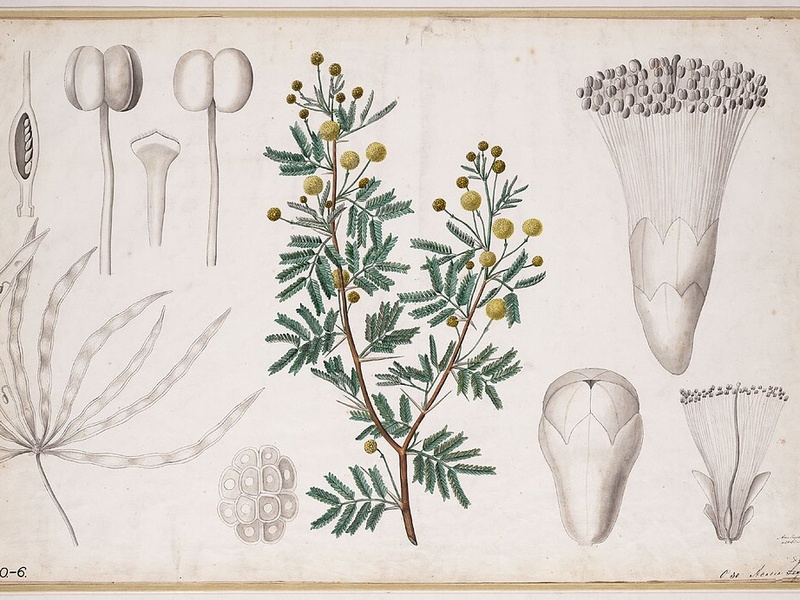 Kenya's Native Plants: The Complete List - Flora Fauna Fun