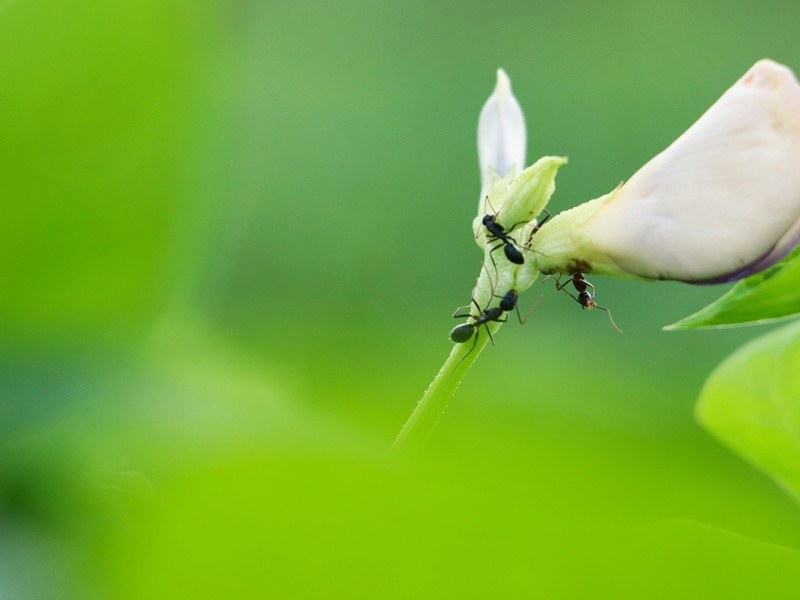 List of African Savanna Insects - Flora Fauna Fun