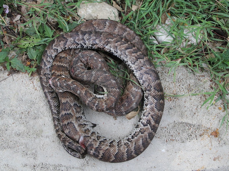 Dangerous Animals in the Dominican Republic - Flora Fauna Fun