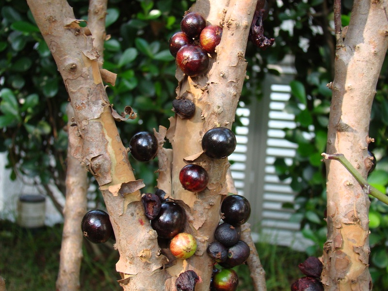 List of Plants Of Brazil - Flora Fauna Fun