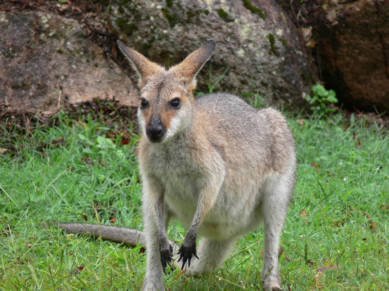 List of Three-Legged Animals - Flora Fauna Fun