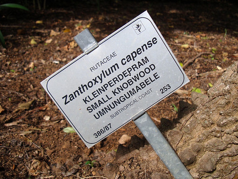 Kenya's Native Plants: The Complete List - Flora Fauna Fun