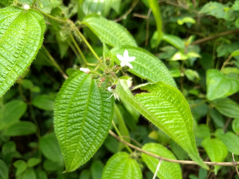The Complete List of Invasive Species in Vanuatu - Flora Fauna Fun
